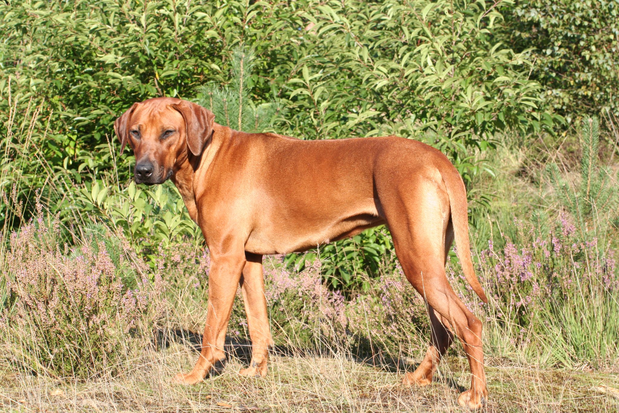 Rhodesian Ridgebacks of the Lionteasers. Gezonde en vitale Rhodesian ...