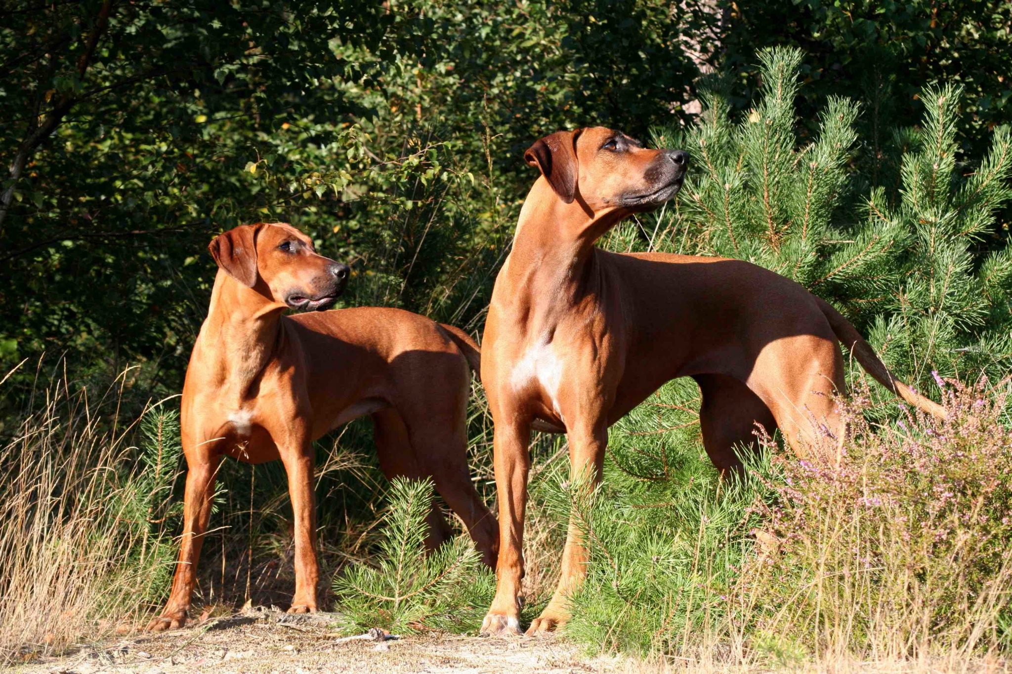 Onze kennel | Rhodesian Ridgebacks of the Lionteasers