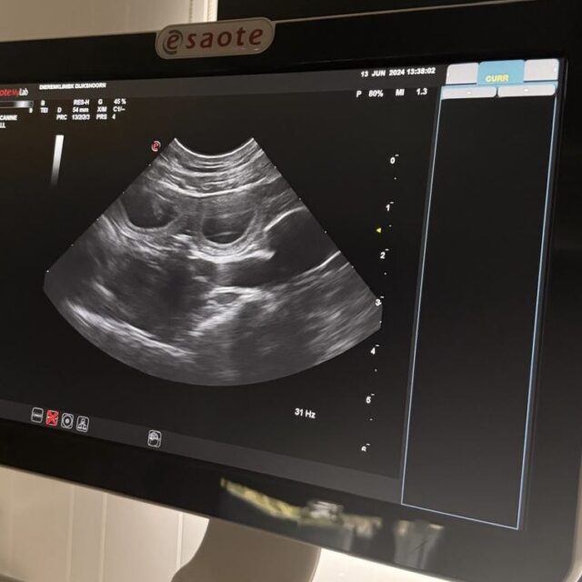 Chadi drachtig | Rhodesian Ridgebacks of the Lionteasers